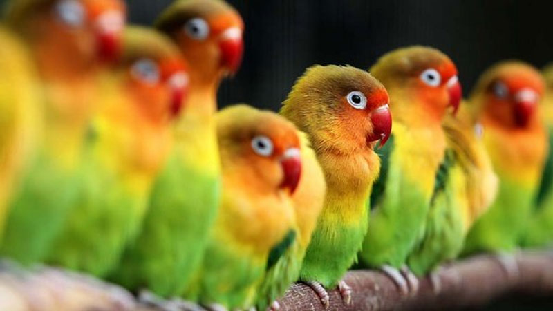 Cientistas apresentam árvore genealógica mais completa das aves