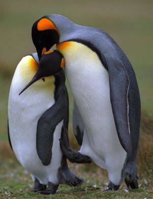 Casais de pingüins ficam juntos na multidão de animais