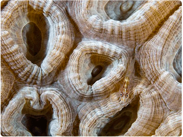 Natureza belíssima quase invisível aos olhos humanos